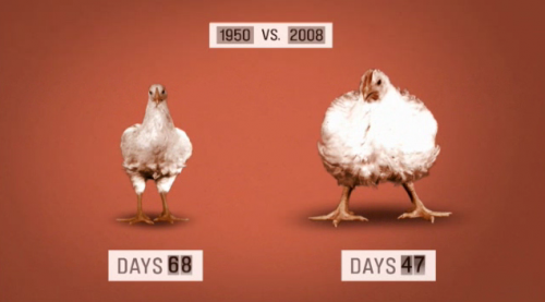 Bioterra: Documentário Food Inc * Alimentos SA