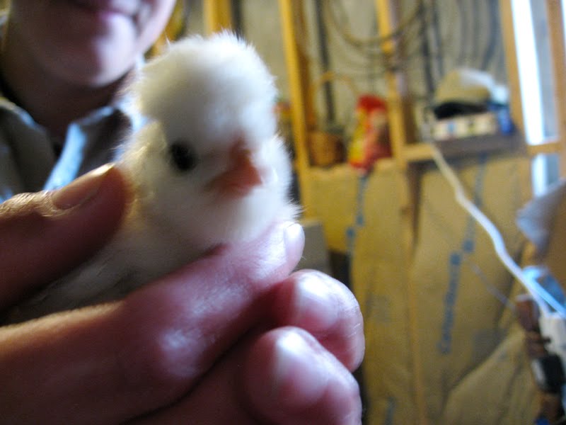 gardening with turtles: Chicks, hens, chickens and chickhens