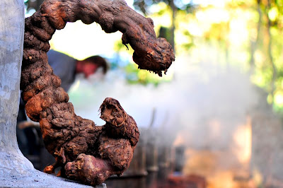 VIVA O CÉU DO PARANÁ: Cipó Caupuri