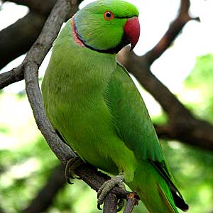 INDIA Wild Life: The Beautiful Parrot