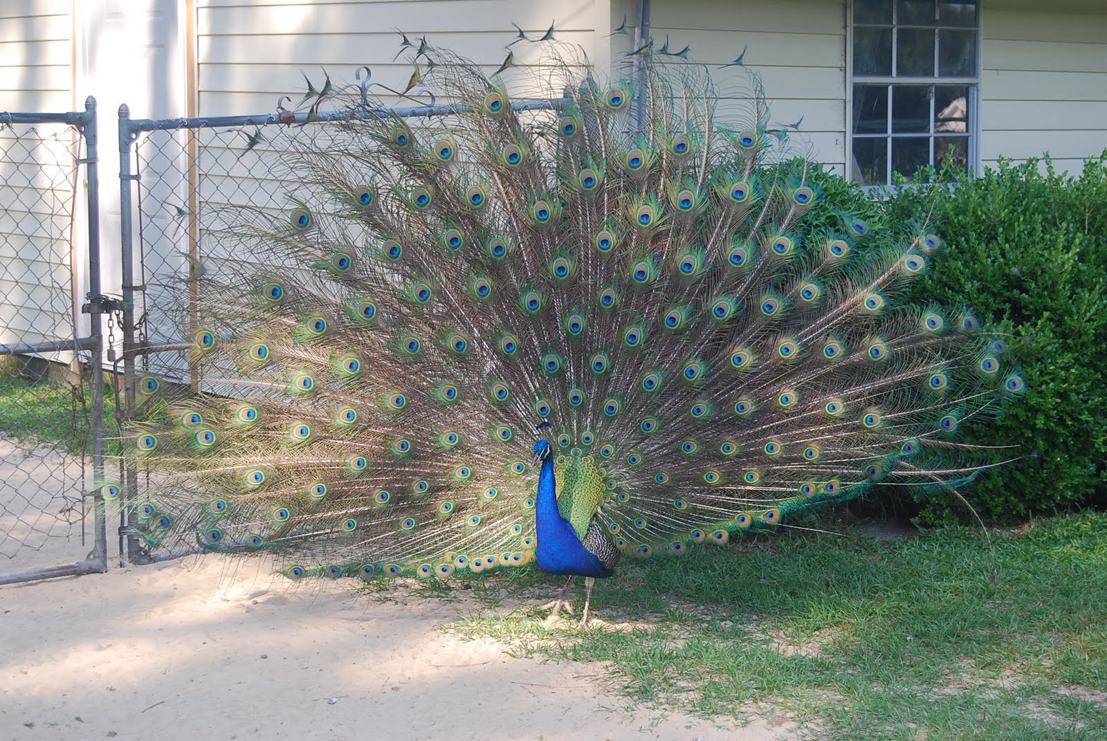 The Peterson Party: Peacock Farm Field Trip