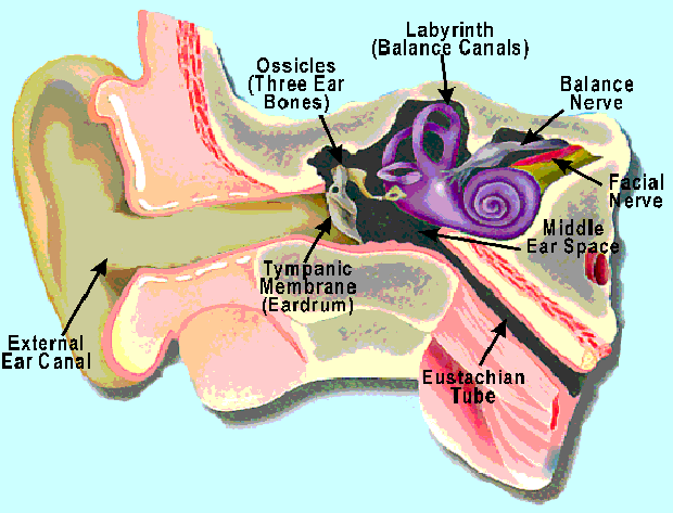 Anatomy of Ear ~ Anatomy for MSP