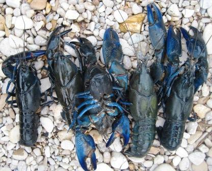 Unfussy Foodie: Incredible Booglies (Yabbies)