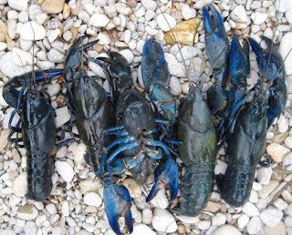 Unfussy Foodie: Incredible Booglies (Yabbies)