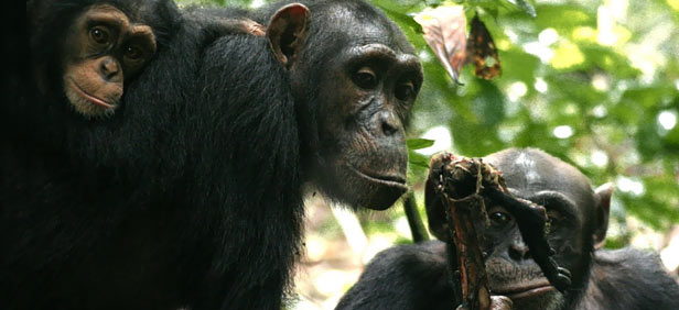 Voyage au centre de l'Afrique: 2ème étape. San Pédro et Parc National ...