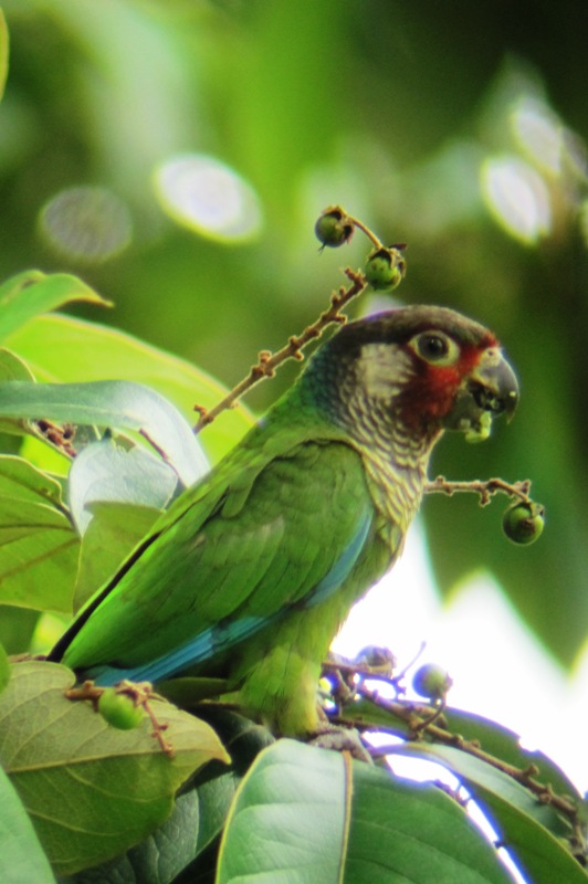 Azuero Parakeet in Rio Playita, Veraguas. A report by Venicio Wilson