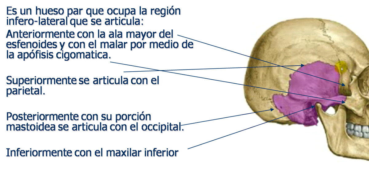 Anatomia Humana: Hueso Temporal