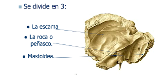 Anatomia Humana: Temporal Endocraneo