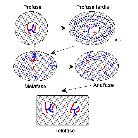 TODO CIENCIA: LA MITOSIS Y SUS FASES