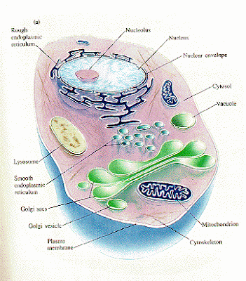 Sitoplasma