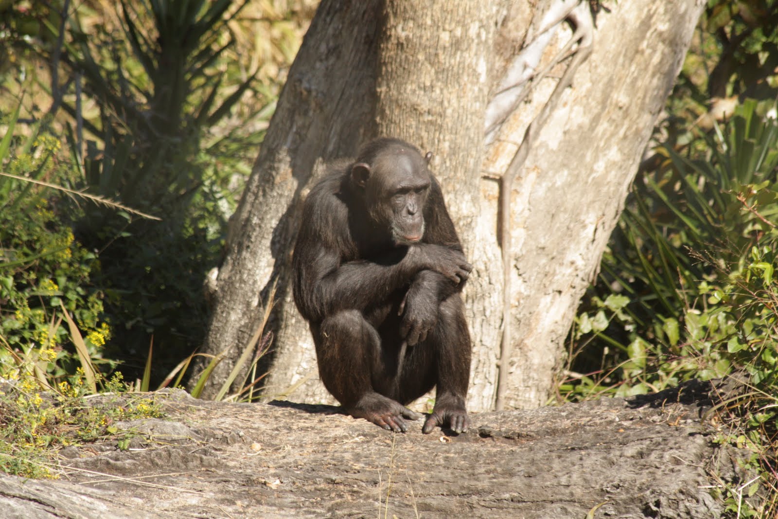 Globe Trekking with KB2: Pictures from Chimpanzee Eden - South Africa