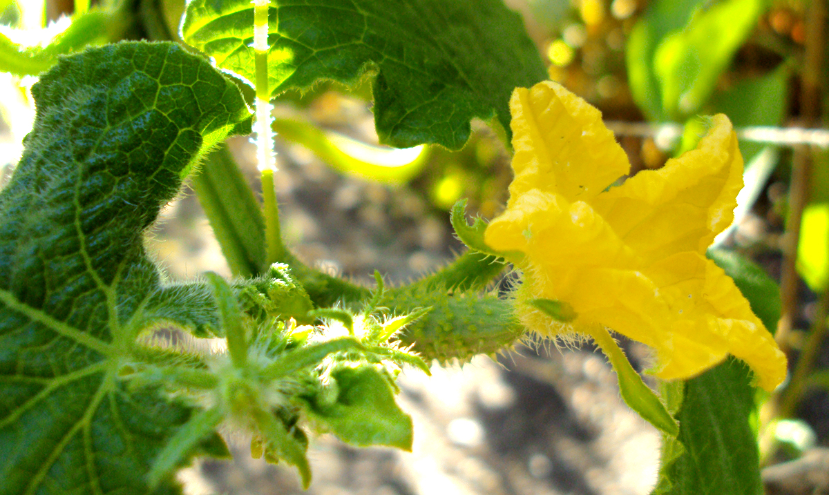 Jardines y Parques en Ambientes Secos: Mi primera cortina verde: Pepino ...