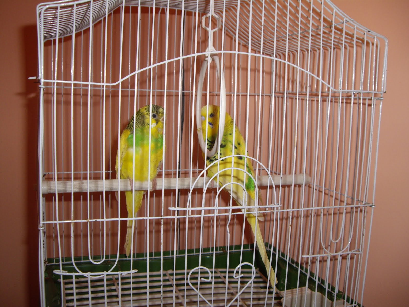 ROKO Papagalul Nimfa Concurs de poze cu papagali, pasarile de companie ...