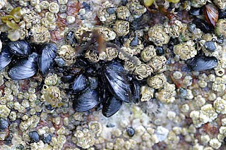 Intertidal Zone Project: How do Animals Survive?