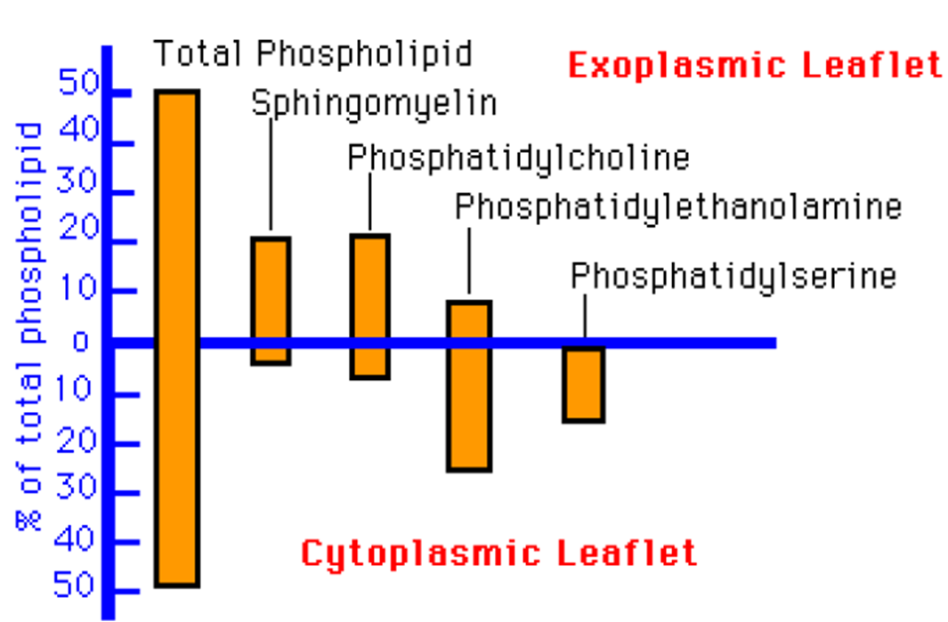 BIOLOGÍA CELULAR: ASIMETRÍA DEL PLASMALEMA