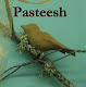 Pasteesh