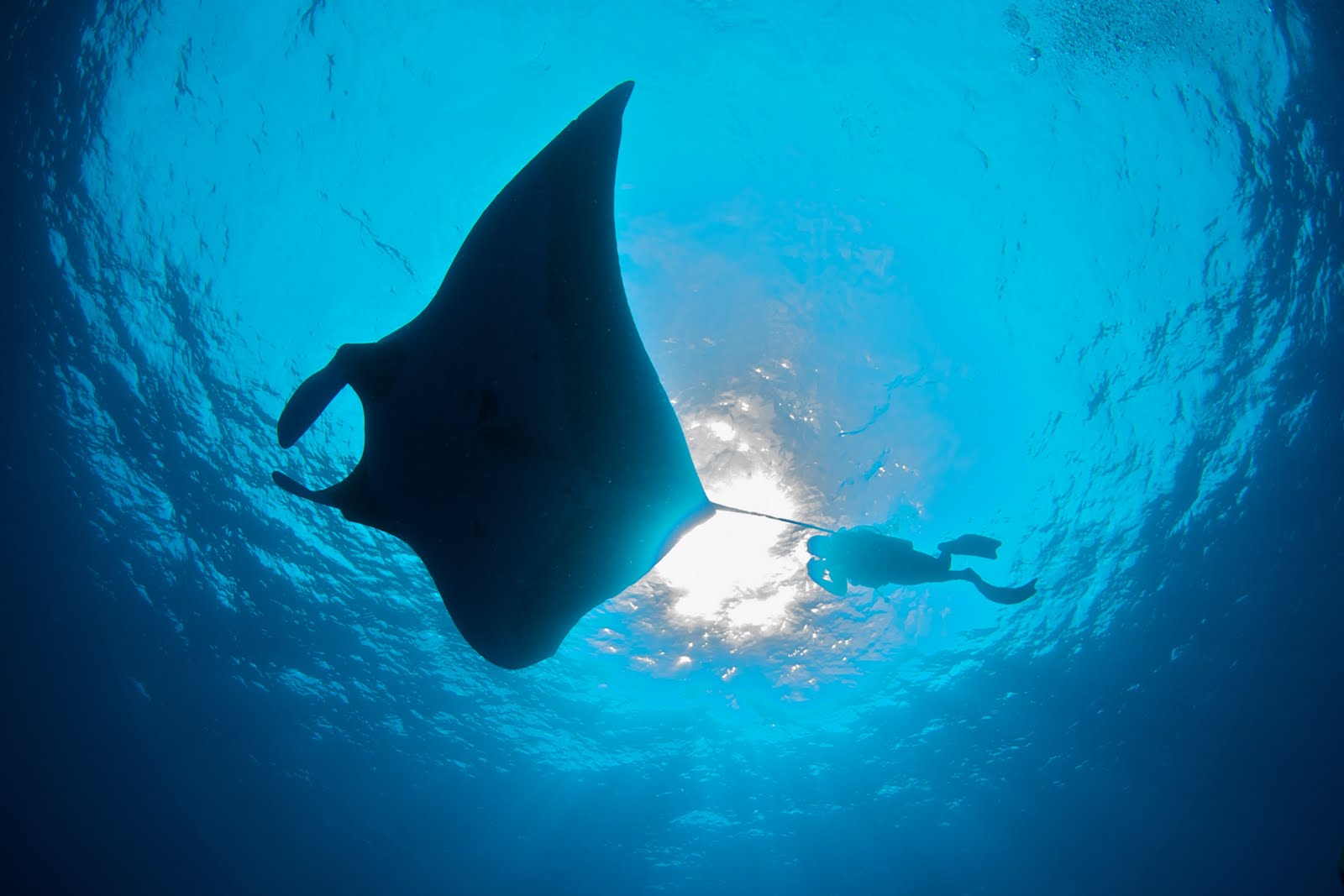 The Shark Diving International Team Blog: Mantas Sharks and Boobies at ...