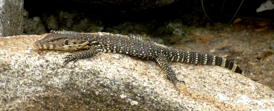 Celebrating Singapore's BioDiversity!: Busting Myths about Monitors