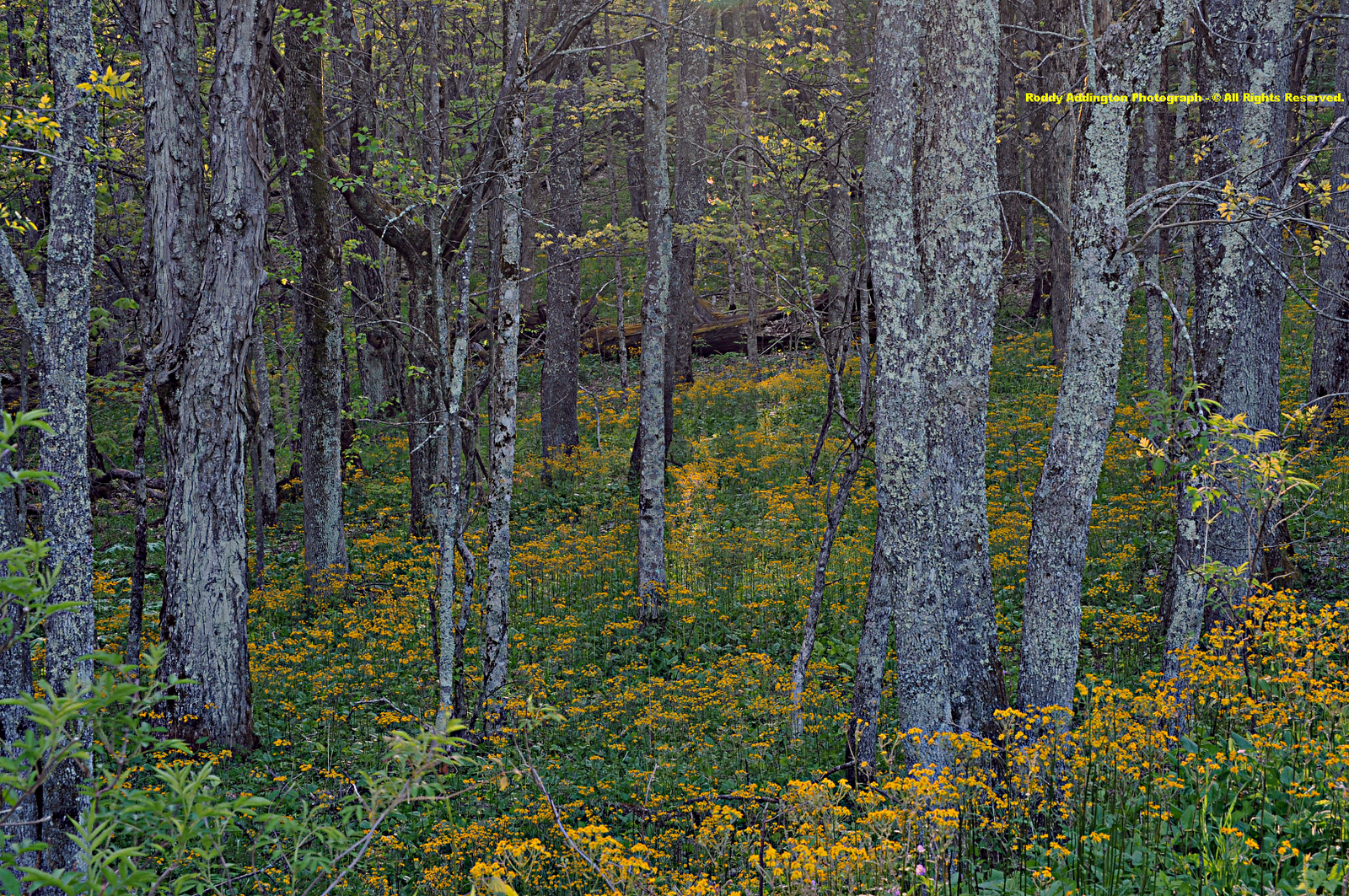 The High Knob Landform: HKL Spring Differences: Elevation + Latitude