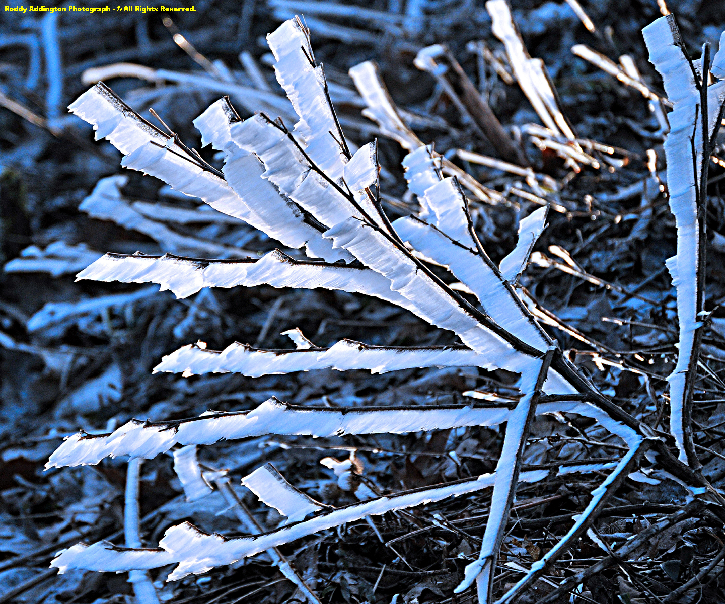 The High Knob Landform: Glorious Spring Renewal & March Madness!