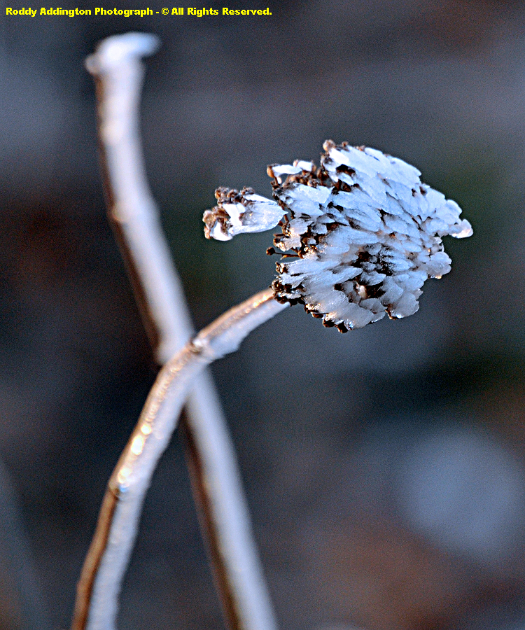 The High Knob Landform: Glorious Spring Renewal & March Madness!
