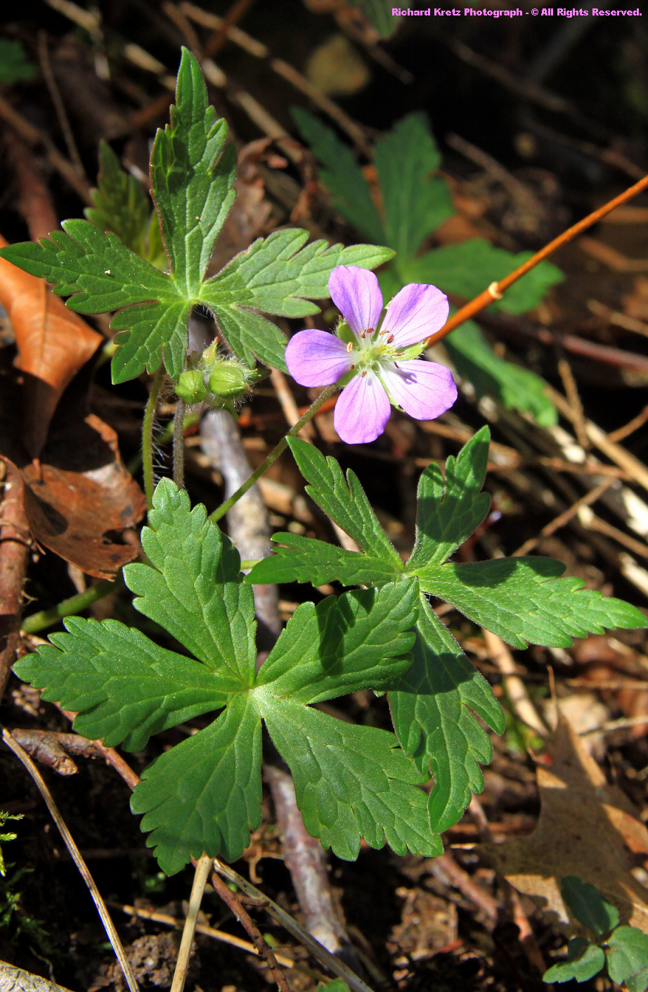 The High Knob Landform: Spring 2010 HEATS UP: Temps & Nature!
