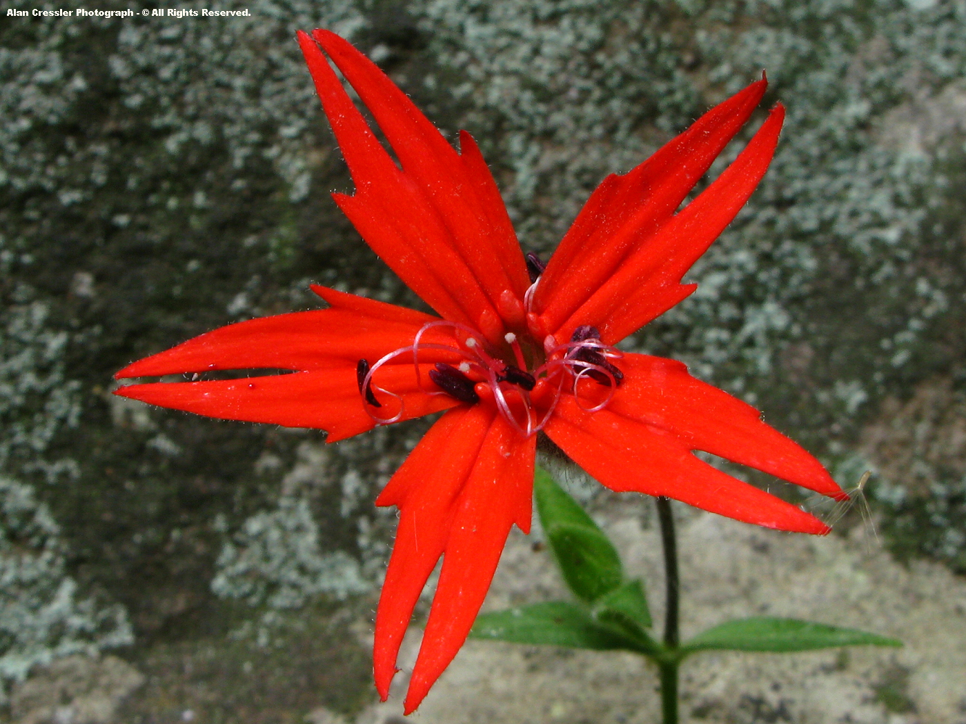 The High Knob Landform: Spring 2010 HEATS UP: Temps & Nature!