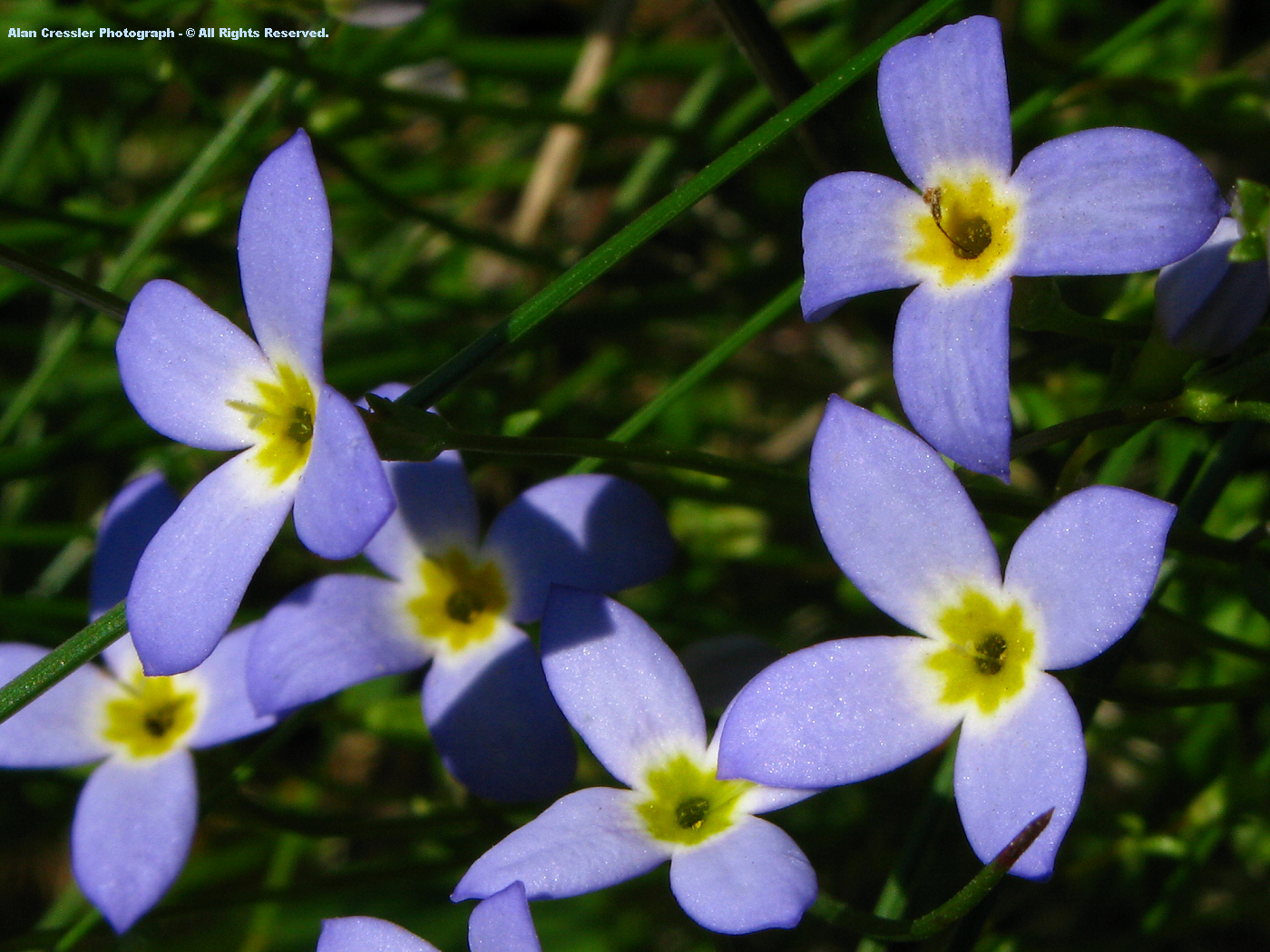 The High Knob Landform: Spring 2010 HEATS UP: Temps & Nature!