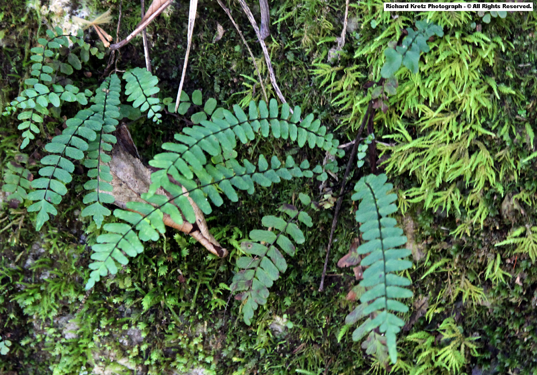 The High Knob Landform: Flora 3: Ferns of The High Knob Landform