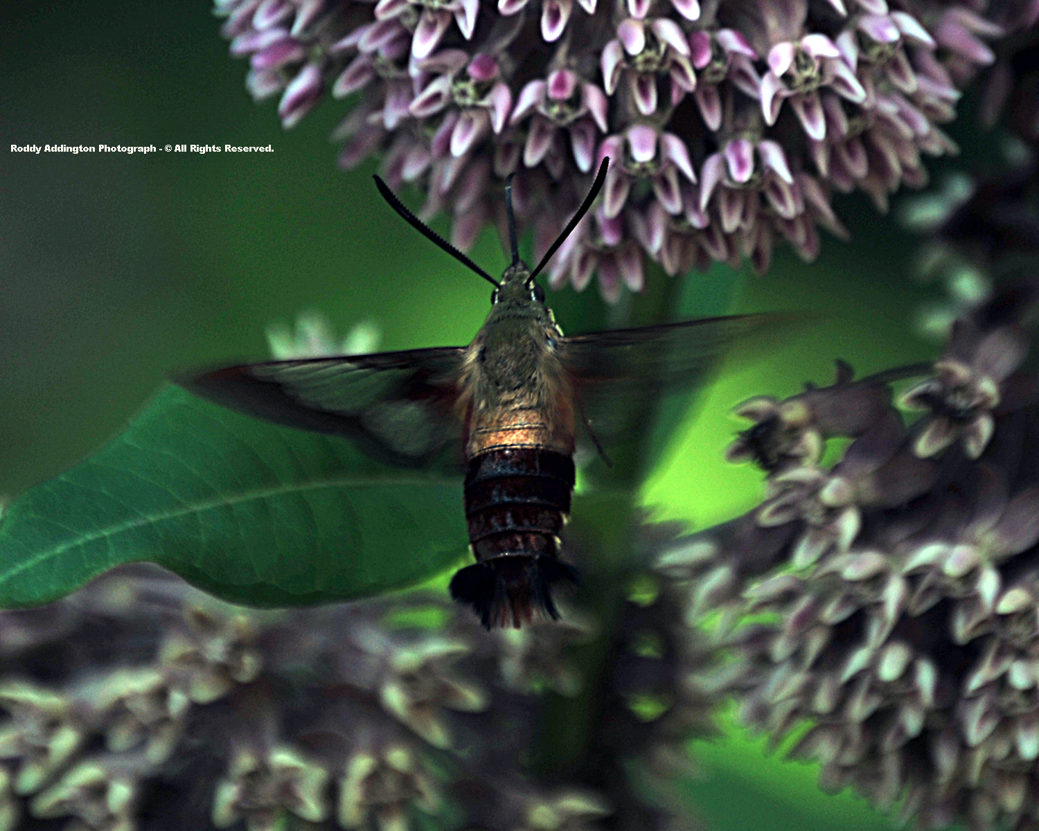 The High Knob Landform: July 2010: Mid-Summer Majesty In The HKL