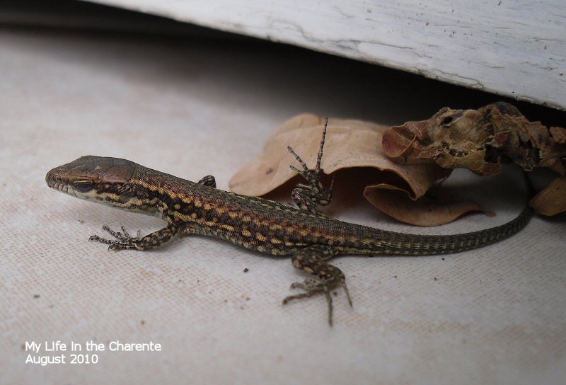 My Life in the Charente: Common Wall Lizard