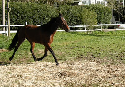 All About Standardbreds: The difference between a pacer and a trotter