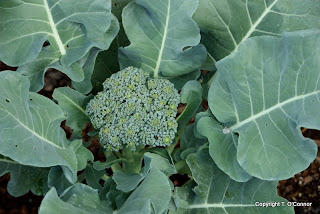 Harvest Time in the Garden