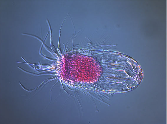 Animales Raros: El único animal que no necesita oxígeno para vivir.