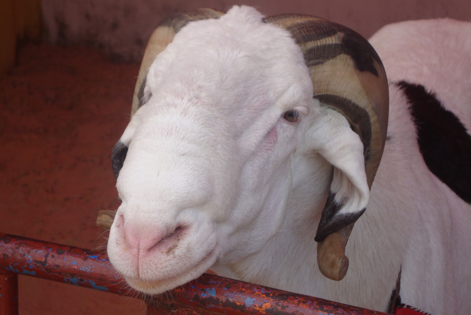 Six Payerne au Sénégal: Concours du plus beau mouton à Dakar - Nov. 2010