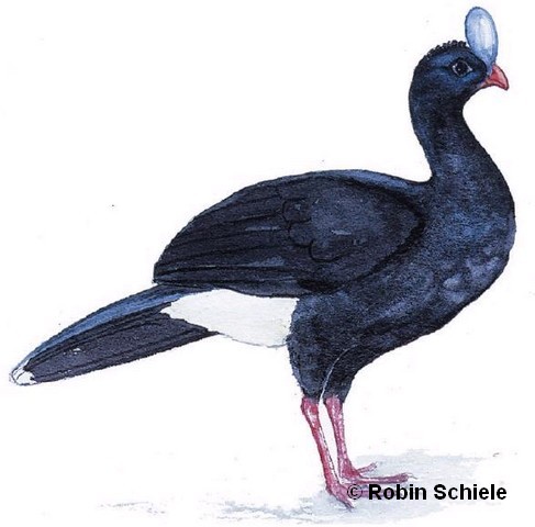 aves100%: Paujil copete de piedra Paují de Yelmo