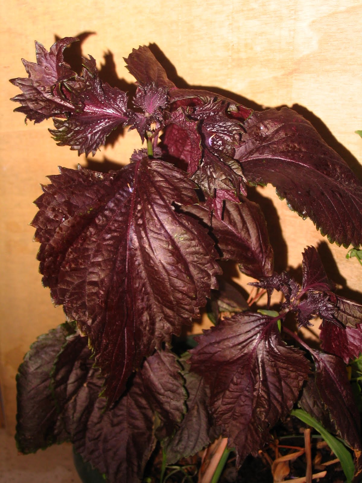 O Canto da Terra: PERILA ROXA (Perilla frutescens var.purpurascens)