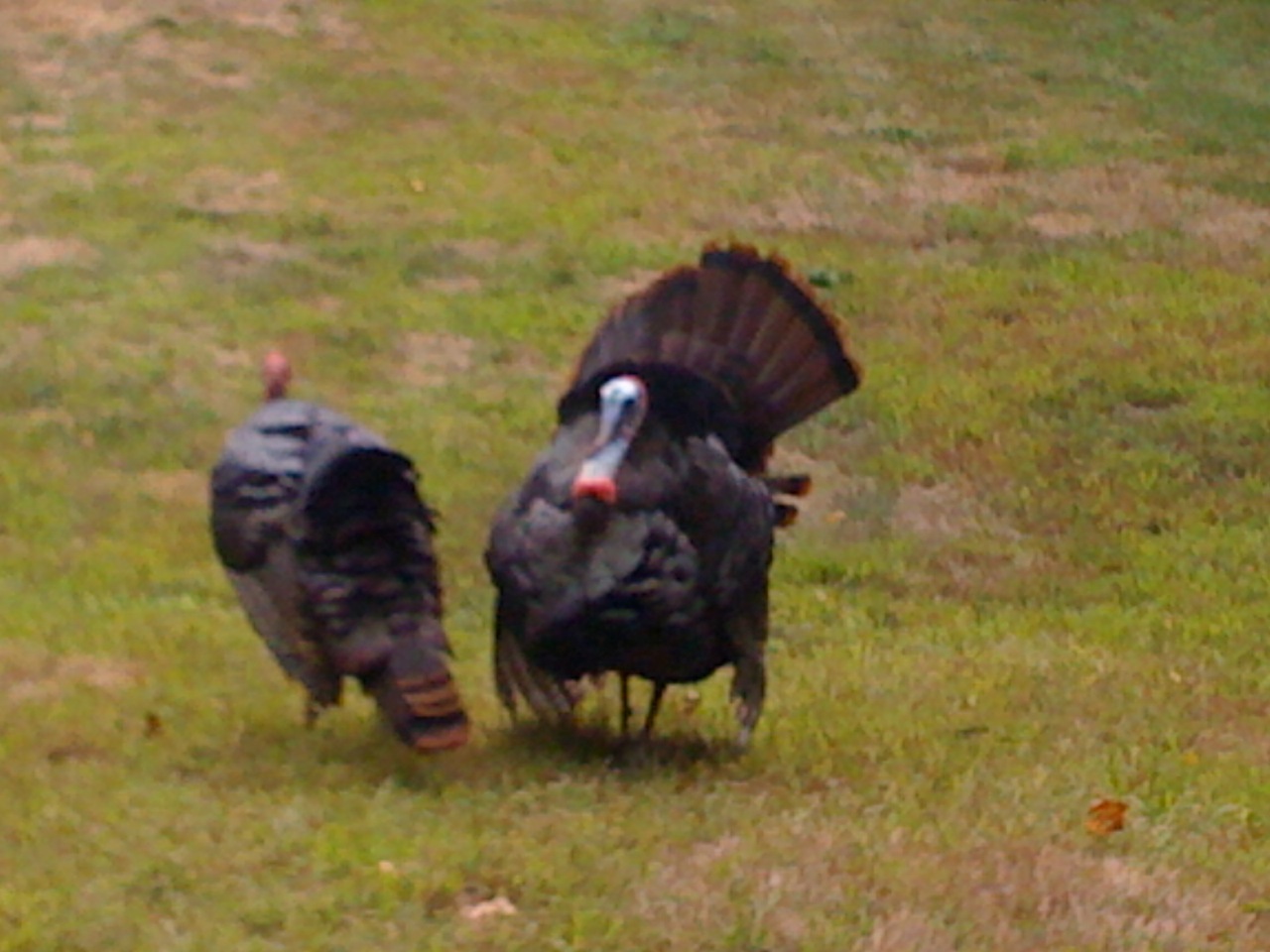 Breaking Light Productions: MR. AND MRS. GIANT TURKEY