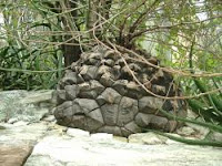 Succulents:: Favorite Succulent: the "Turtle Back"