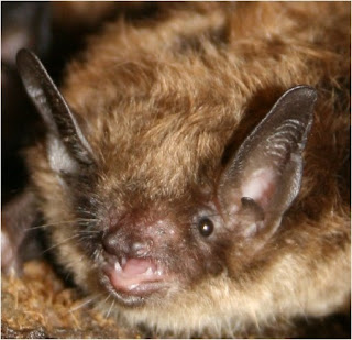 Rural Chatter: Birds, Nature and Environment: "My Cat Catches Bats..."
