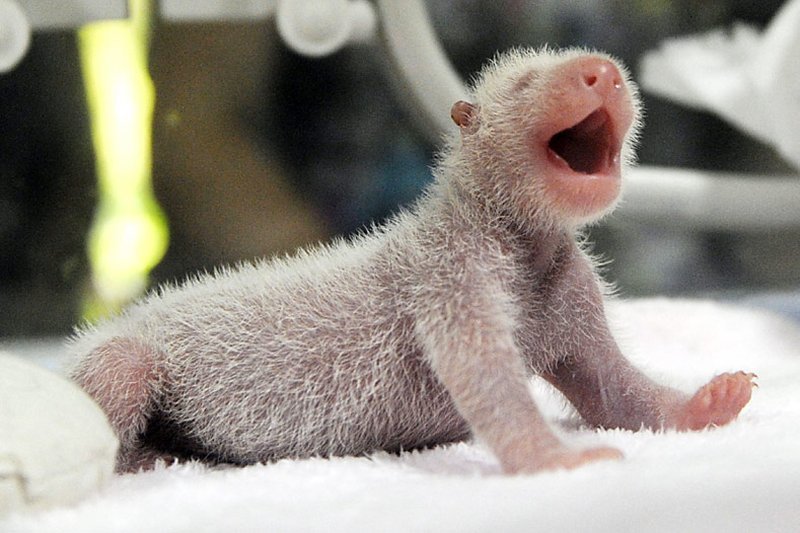 FB Me gusta: PANDA RECIEN NACIDO