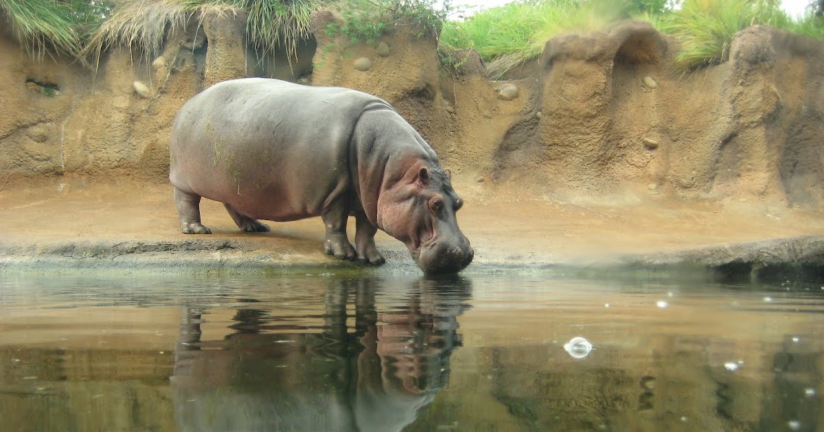 The Desert Chronicles: 20 Things about Hippos