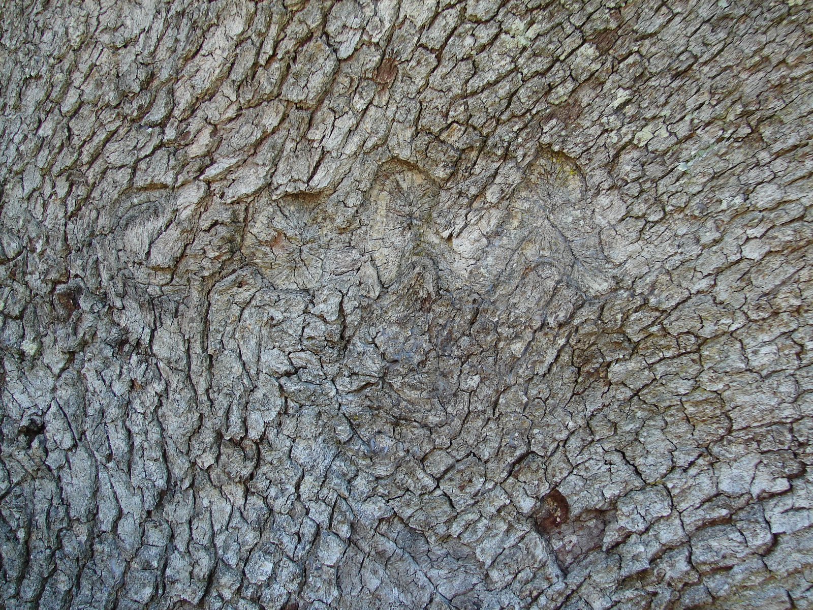 The Cora Tree, an Outer Banks Mystery : r/UnresolvedMysteries