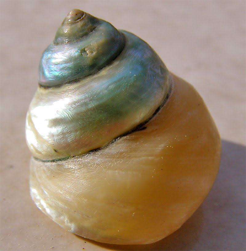 MASCAYEMAS: EL BRILLO DE LA CARACOLA