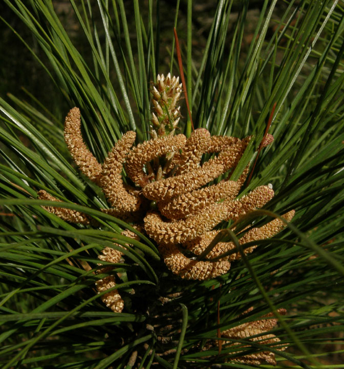 Anybody Seen My Focus?: Loblolly Pine: Pinus taeda (Part 1)