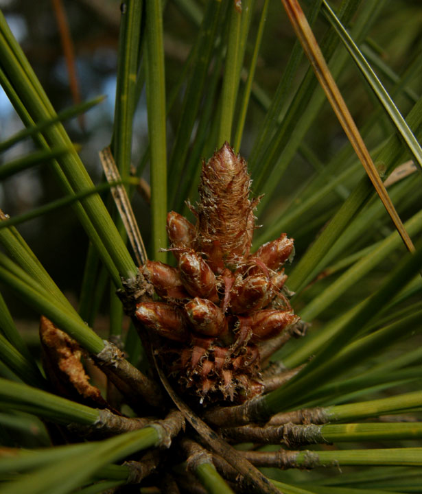 Anybody Seen My Focus?: Loblolly Pine: Pinus taeda (Part 1)