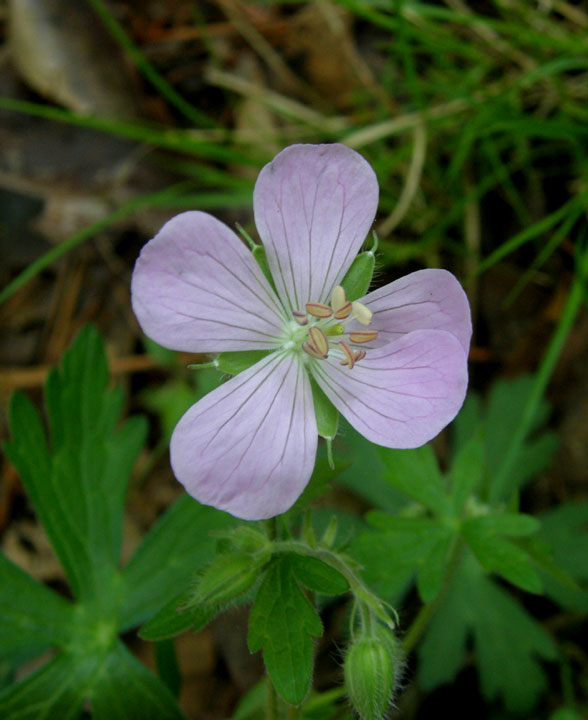 Anybody Seen My Focus?: Wild Geranium (Geranium maculatum)