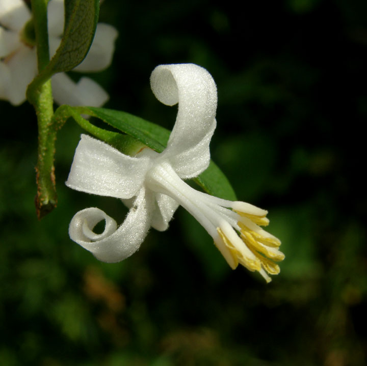 Anybody Seen My Focus?: American Snowbell (Styrax americanus)