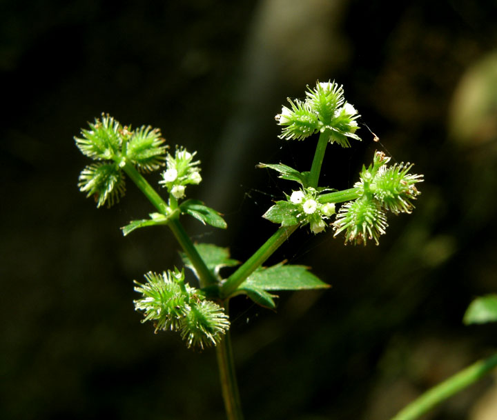 Anybody Seen My Focus?: Canada Blacksnakeroot (Sanicula canadensis)