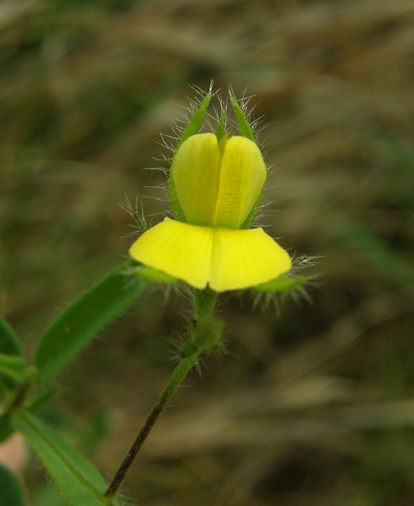Anybody Seen My Focus?: Arrowhead Rattlebox (Crotalaria sagittalis)
